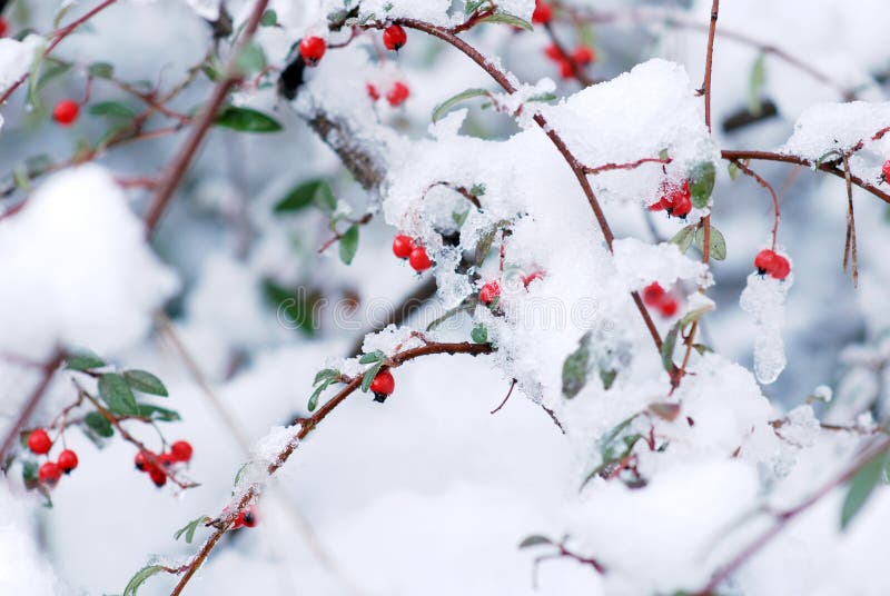 Berries and snow stock photo. Image of macro, christmas - 4097296