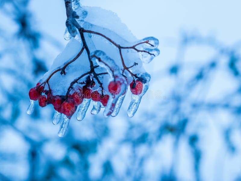 Berries with Snow and Ice in Winter. Stock Image - Image of twig, water ...
