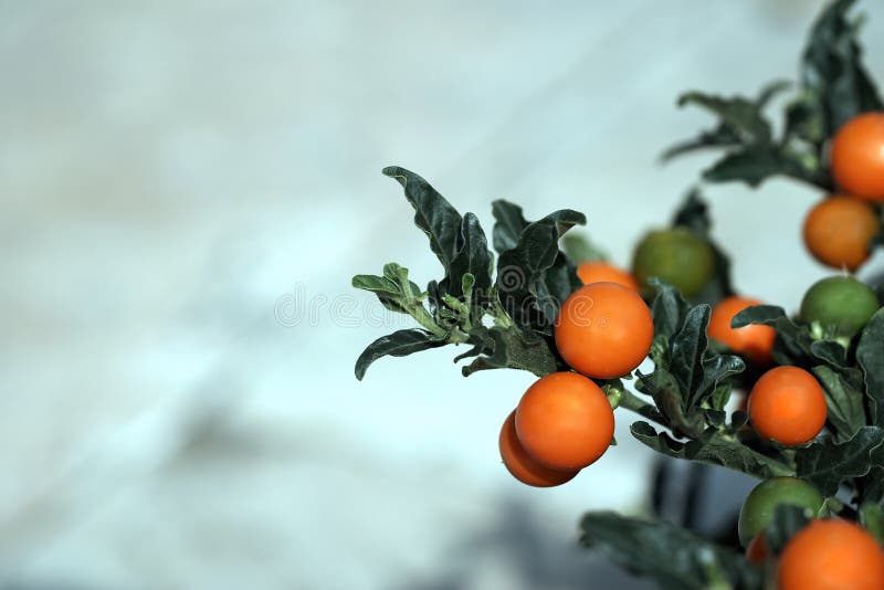 Jerusalem Cherry Winter Cherry ( Solanum Pseudocapsicum ) Berries ...
