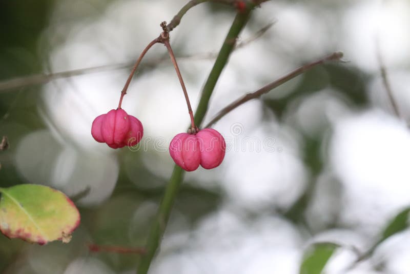 Spindle tree berries stock photo. Image of rose, fruits - 197667978