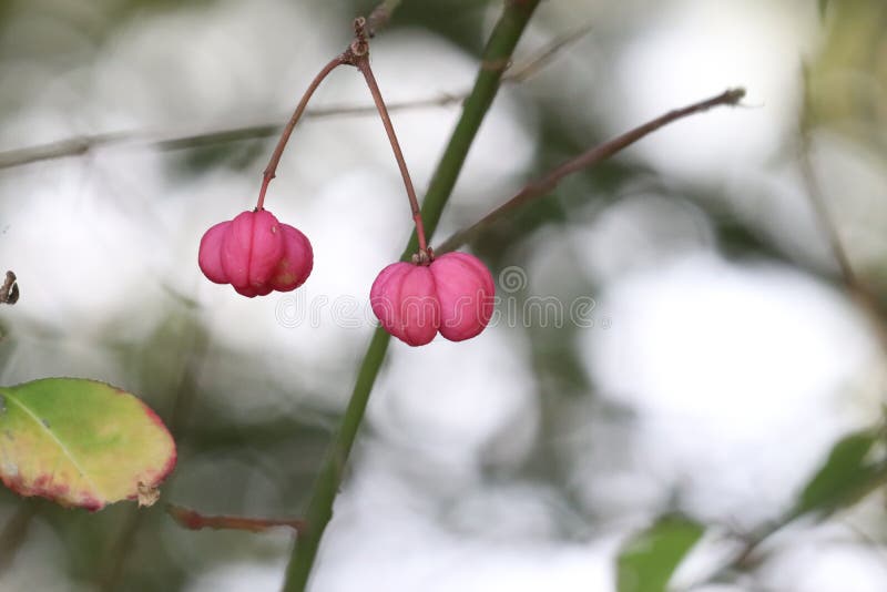 Spindle tree berries stock image. Image of tree, plant - 197668143
