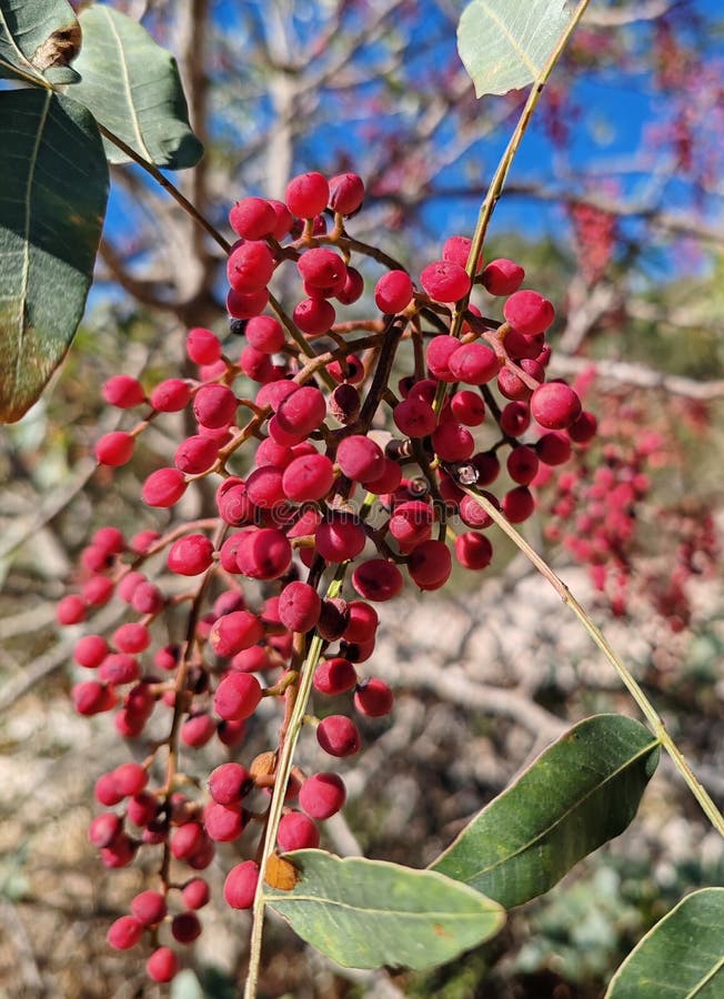 Berries on a Terabinth Tree Also Known As a Turpentine Tree Stock Photo ...