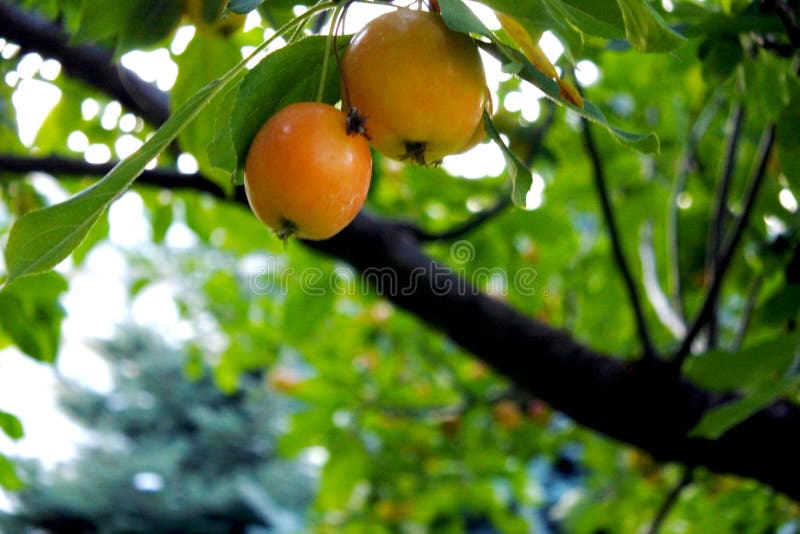 Berries on the tree stock image. Image of plant, berries - 219237743