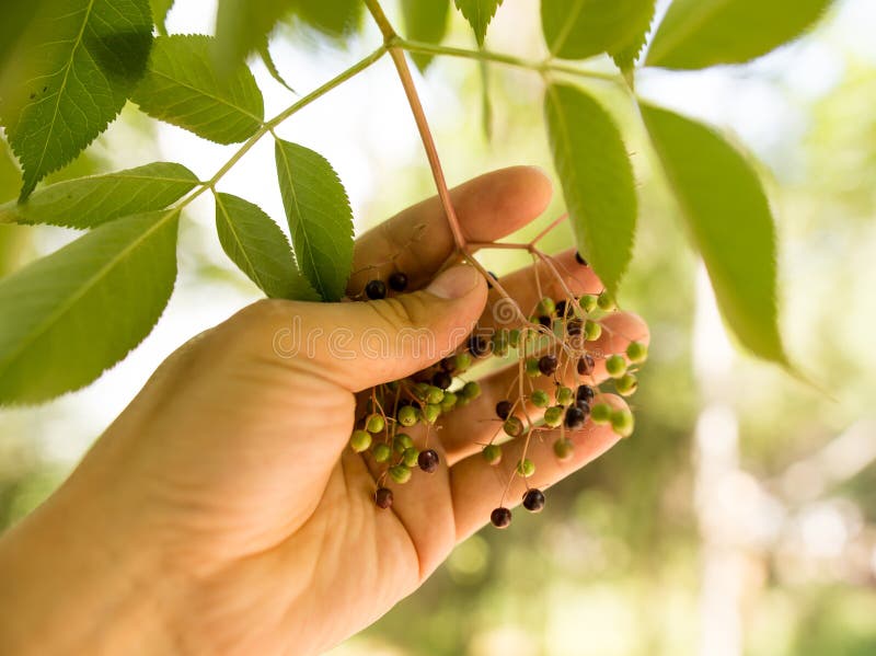 Berries on a Tree in a Hand in the Nature Stock Image - Image of food ...
