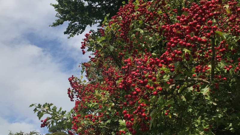 Berries on Trees stock image. Image of collection, tree - 141623439