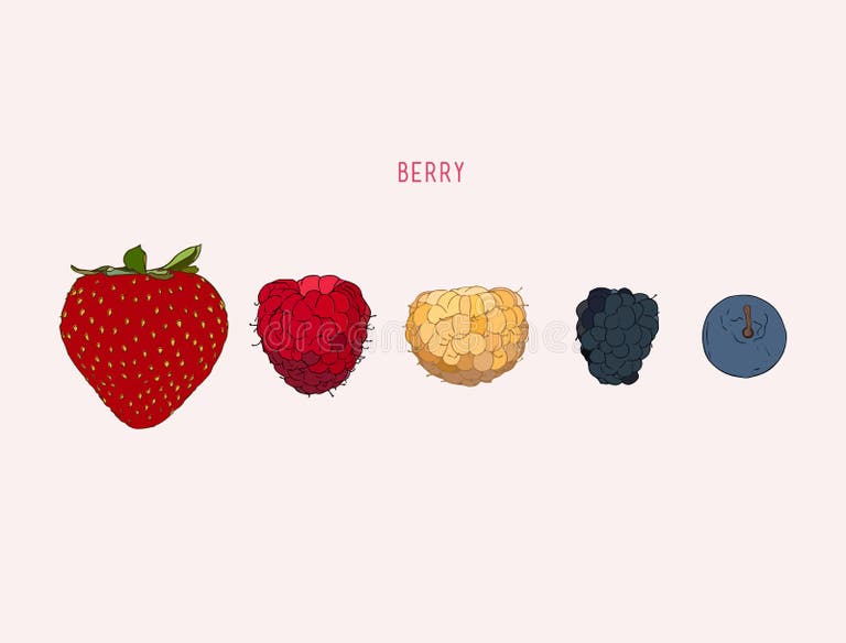 Mixed Berries Stock Illustrations – 12,238 Mixed Berries Stock ...