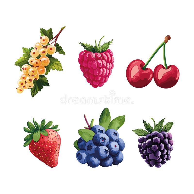 Berries Vector Illustration. Stock Vector - Illustration of foxberry ...