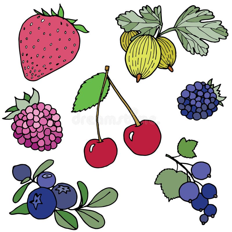 Berries stock vector. Illustration of summer, nature - 58408457