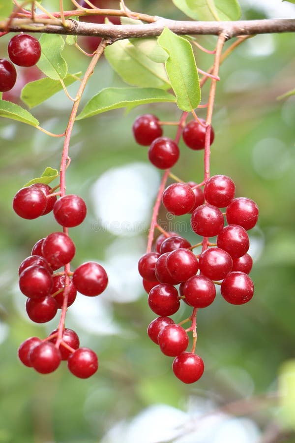 Berries of the Virginia Red Bird Cherry in a Garden Stock Image - Image ...