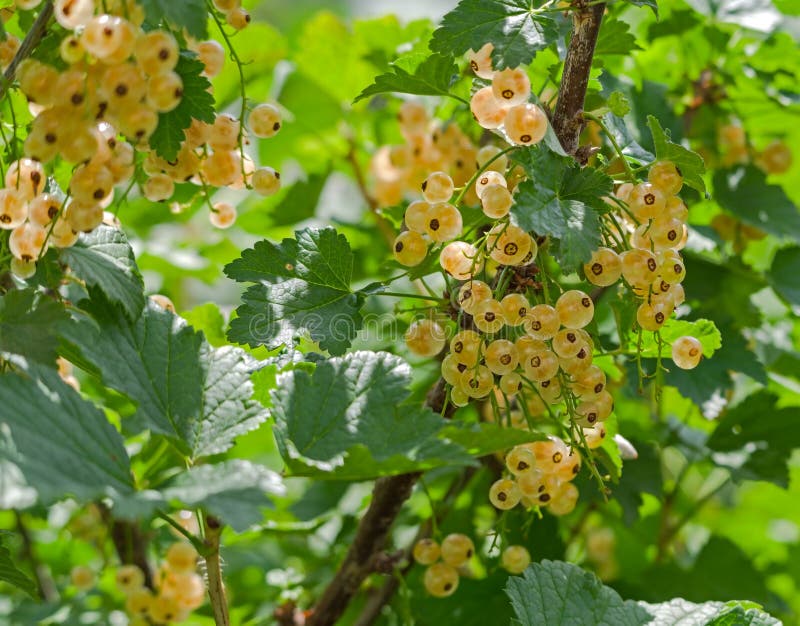 Berries white currant stock photo. Image of garden, organic - 118785038