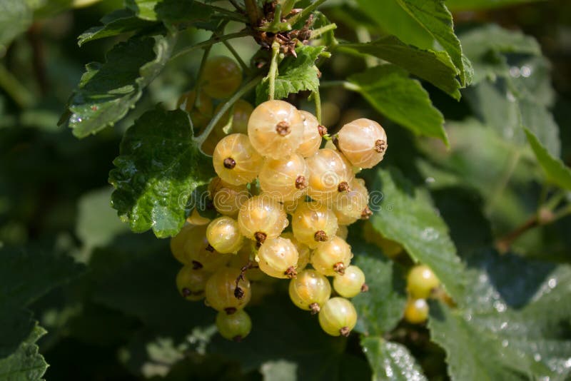 The Berries of White Currant Stock Image - Image of sunlight, ripe ...