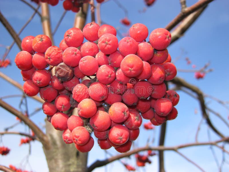 Berries of wild ash stock image. Image of wood, plant - 22102823