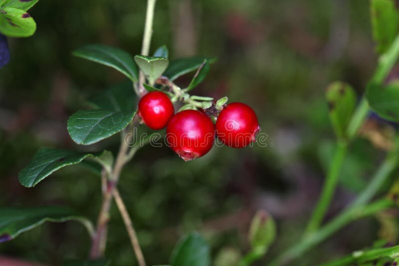 Berries of a Wild Lingonberry Stock Photo - Image of green, garden ...