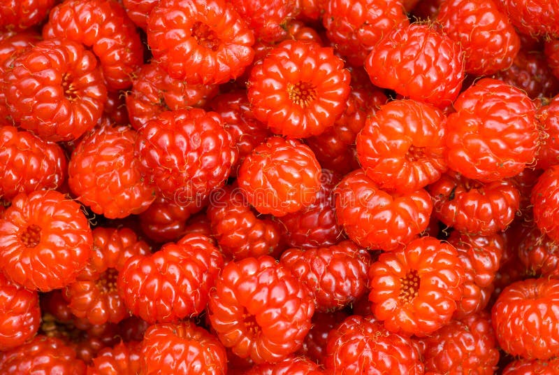 Berries of Wild Raspberry 18 Stock Image - Image of beauty, fresh: 14598633