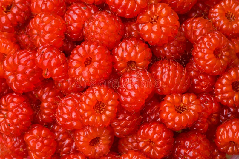Wild Raspberry from Siberia Stock Image - Image of wild, vitamin: 129189917