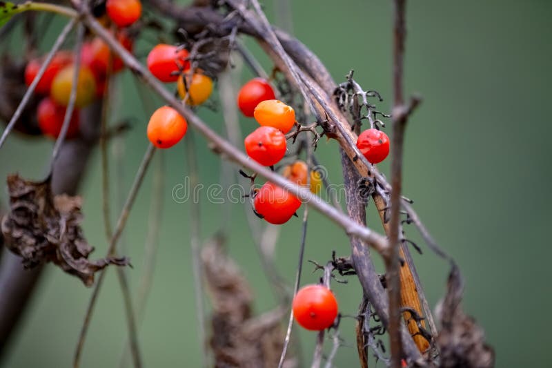 Berries of the wild vine stock image. Image of autumn - 336429127
