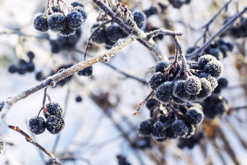 Berries in Winter. with the Effect of Toning Stock Photo - Image of ...