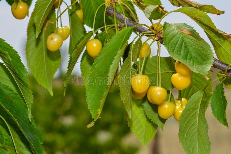 Berries of Yellow Cherry on a Branch Stock Photo - Image of leaf ...