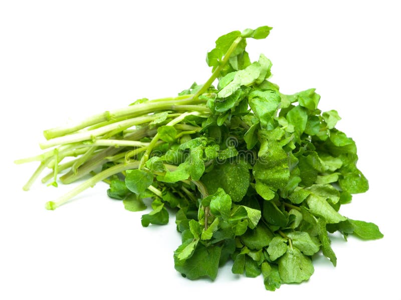 Berro Aislado En Blanco Puro Foto de archivo - Imagen de berro, fondo ...