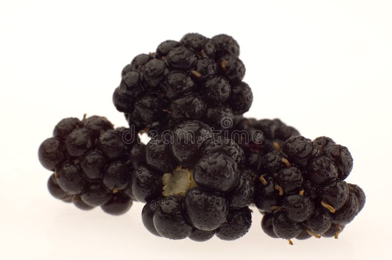 Berry stock photo. Image of sweet, vitamins, outdoor, garden - 1042924