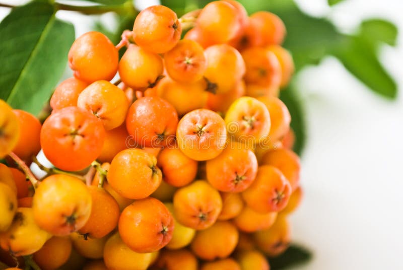 Berry stock image. Image of bush, color, berry, branch - 13467287