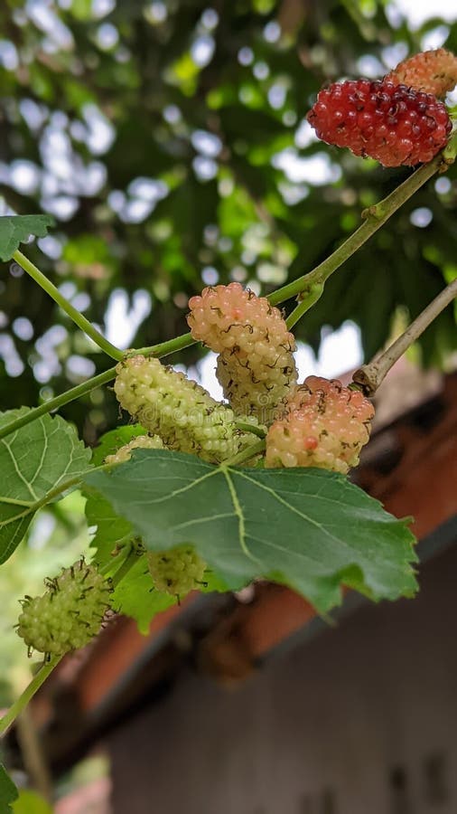 Small Berry but Rich of Benefits Stock Photo - Image of health, flower ...