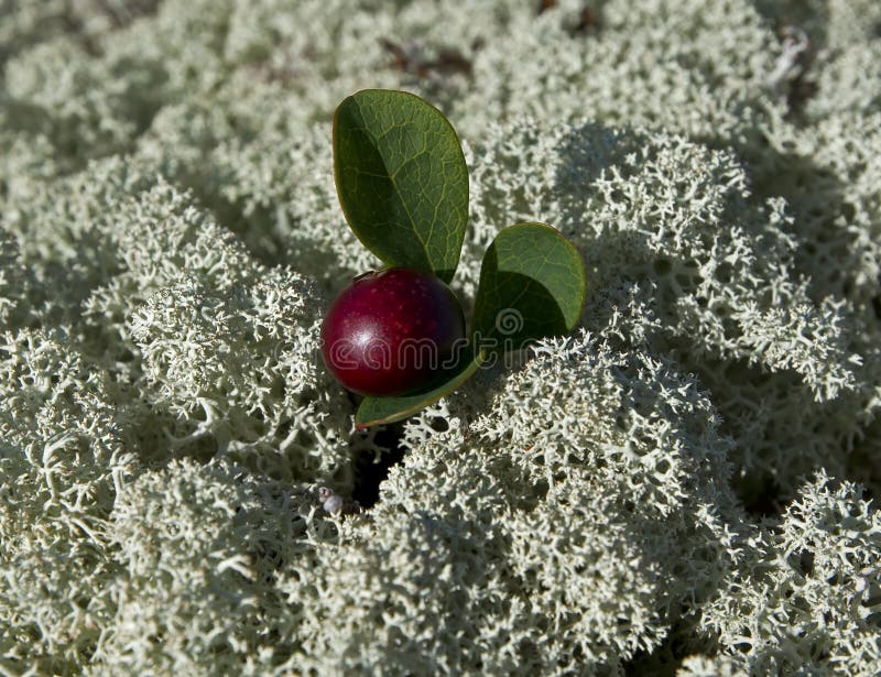 Berry stock image. Image of moss, berry, eating, white - 27772211