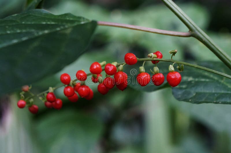 Berry, Aquifoliaceae, Plant, Buffaloberries Picture. Image: 123314478