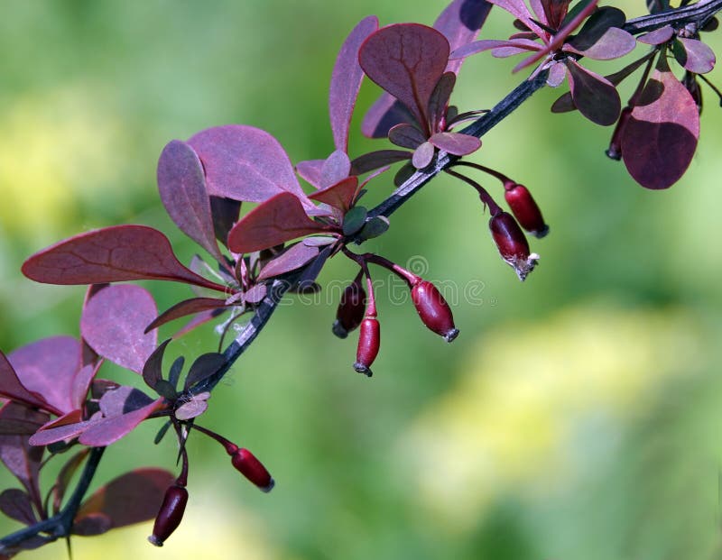Berry Barberry stock image. Image of brew, summer, berry - 259813085