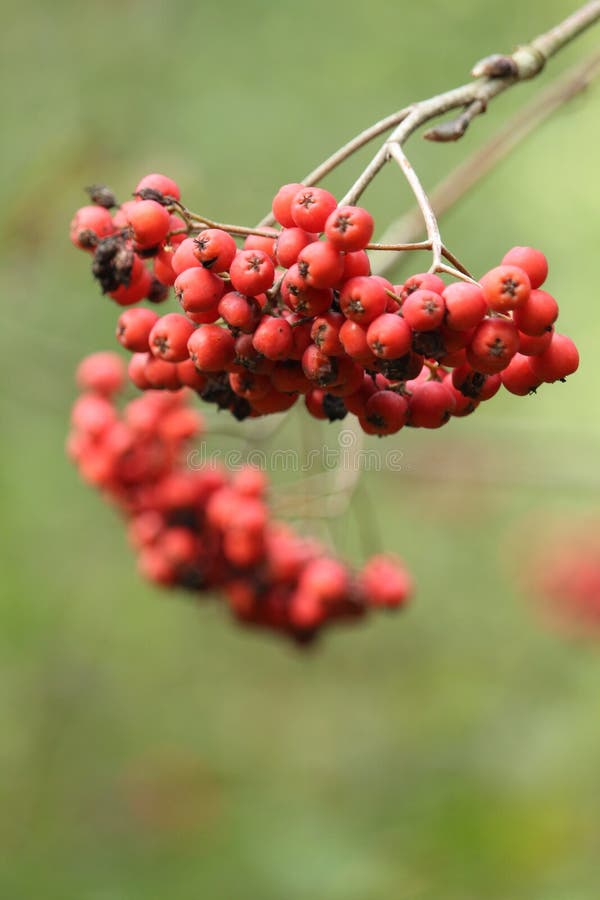 Berry stock photo. Image of natural, currant, berry - 129445236
