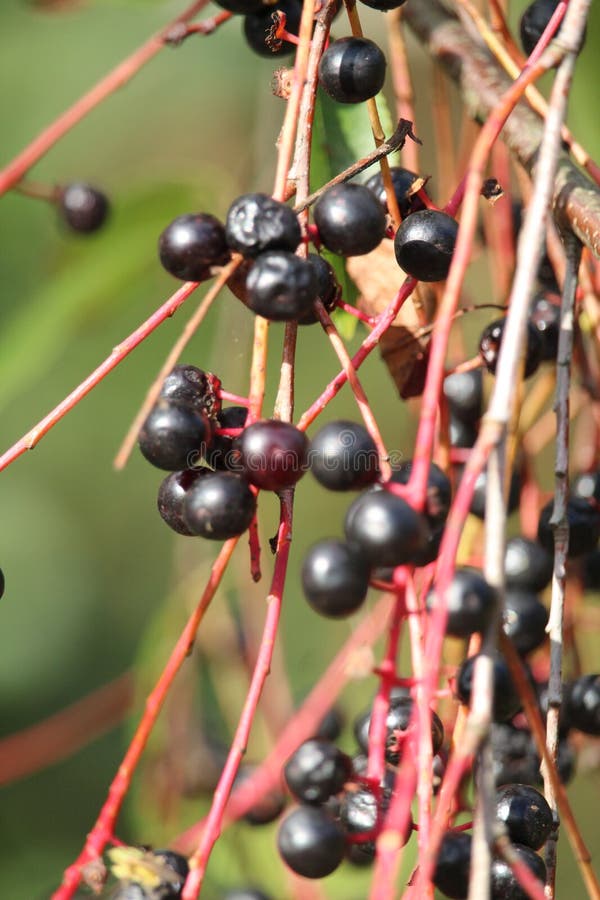 Berry stock image. Image of redcurrant, bunch, ripe - 129447367