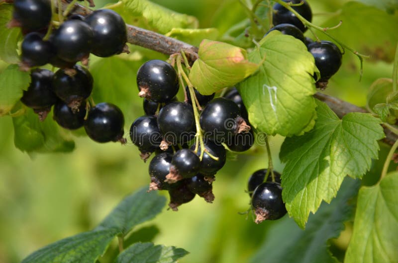 Berry Black Currant and Leaves on the Tree Stock Image - Image of ...