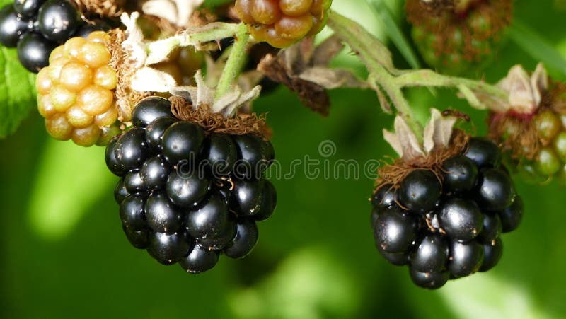Berry, Blackberry, Fruit, Raspberries Blackberries and Dewberries Stock ...