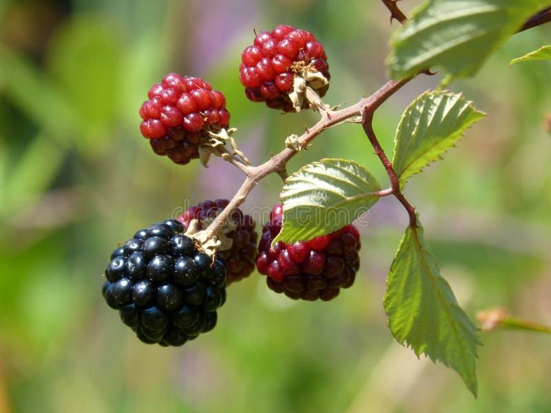 Berry, Blackberry, Raspberries Blackberries And Dewberries, Mulberry ...