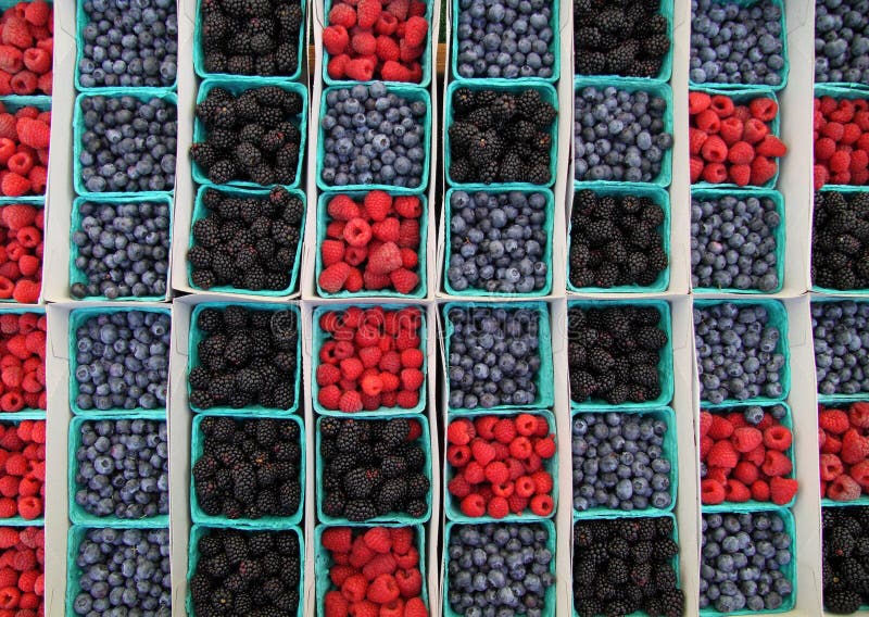 Berry Blaze stock photo. Image of blue, blackberries - 10854536