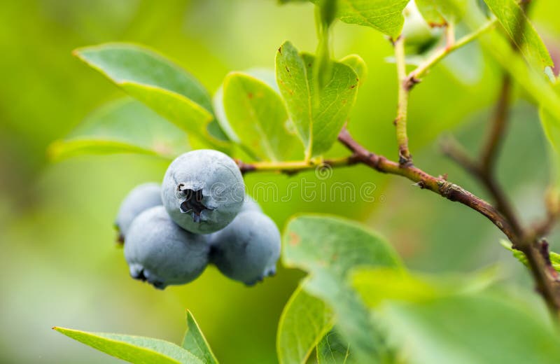 Berry Blueberries on a Branch. Stock Photo - Image of microelements ...