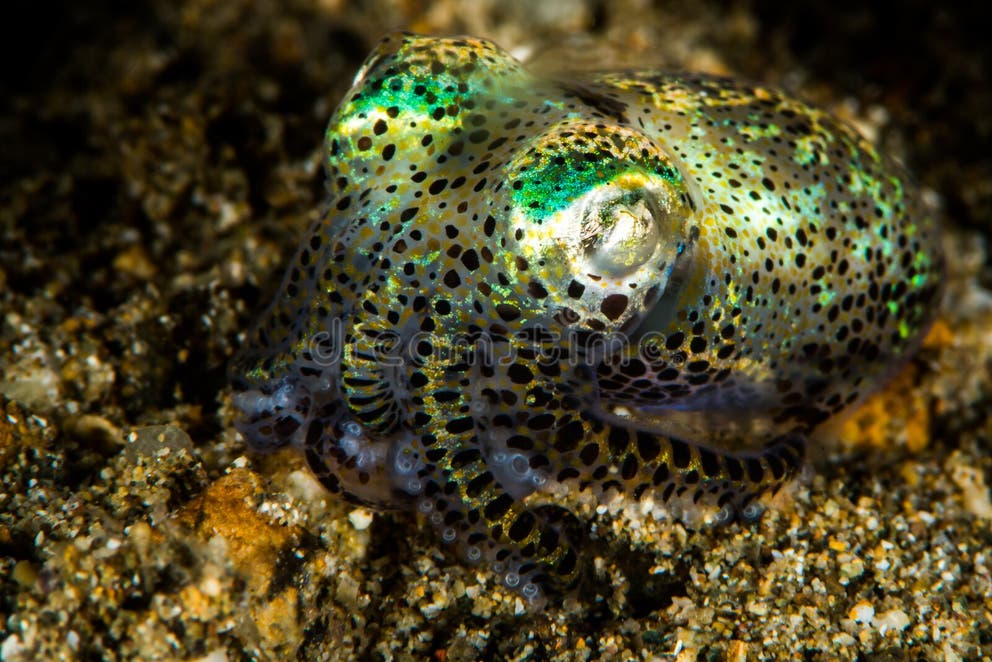Berry bobtail squid stock image. Image of mabini, marine - 220905553