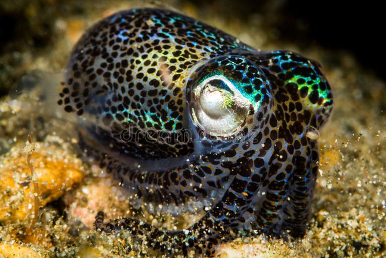 Berry bobtail squid stock photo. Image of bobtail, marine - 220905802