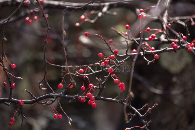 Berry on Braches Tree in Autumn Stock Photo - Image of holly, nature ...