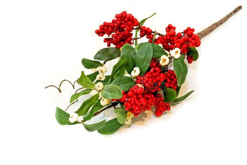 Berry branch stock image. Image of ornament, design, berries - 3815547