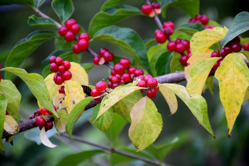 Berry Branch stock image. Image of leaf, background, natural - 47407053