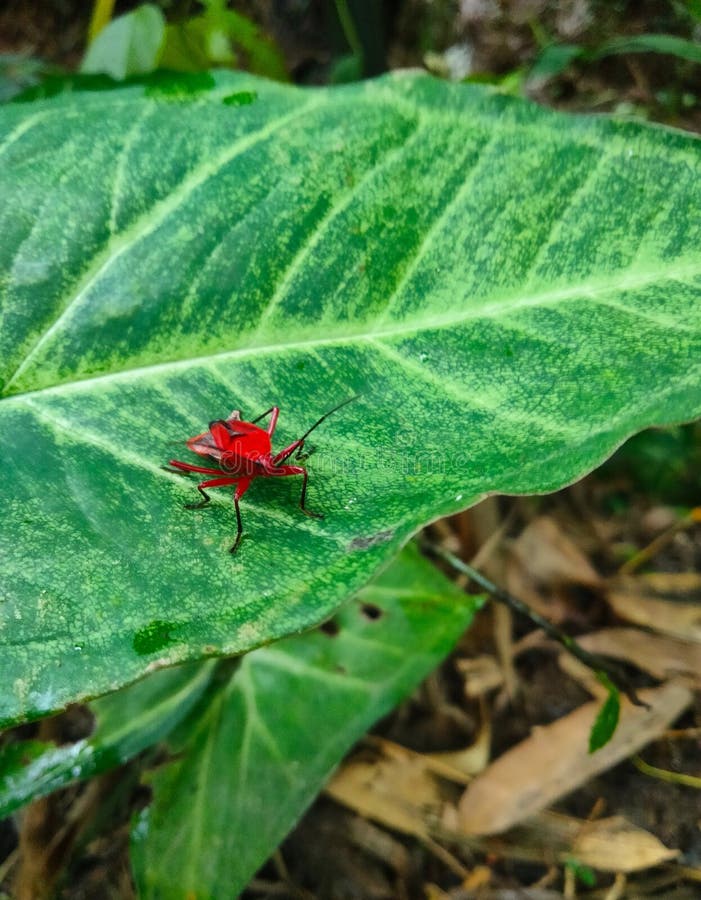 Berry bugs on a green leaf stock photo. Image of tree - 252707516