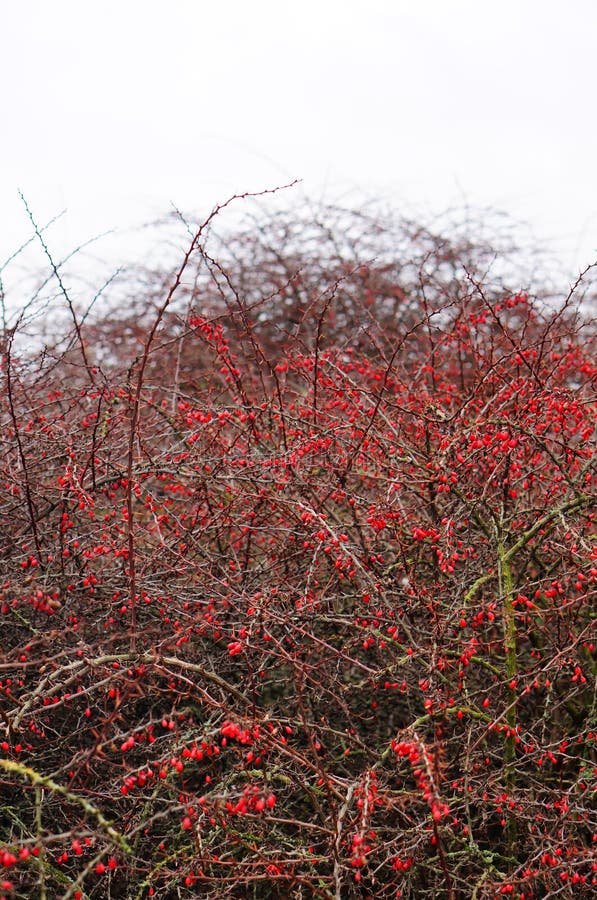 Leafless shrub stock image. Image of twigs, leafless - 38962365