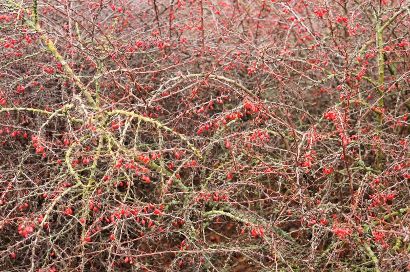 Berry bush stock image. Image of flora, bush, leafless - 49376817