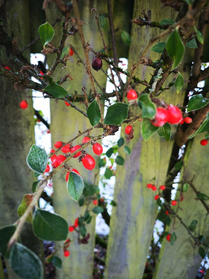 Berry bush stock photo. Image of flower, fruit, branch - 208294904