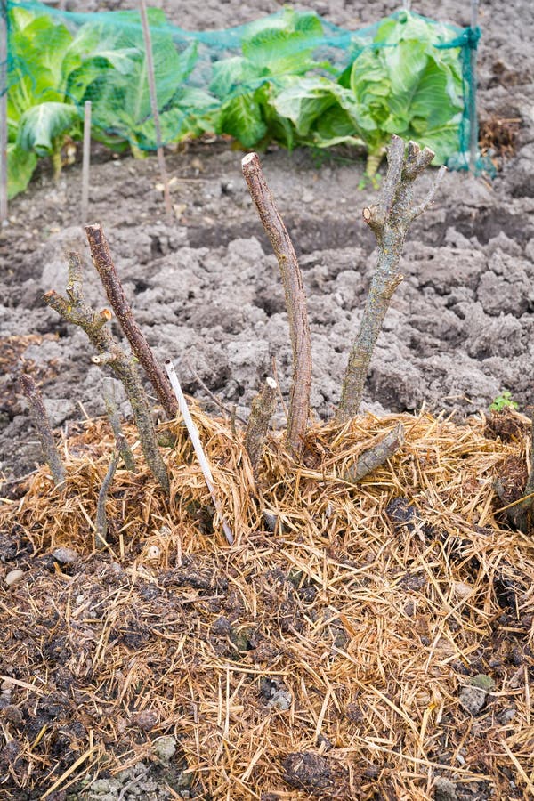 Springtime Vegetable Patches Stock Image - Image of young, gardening ...