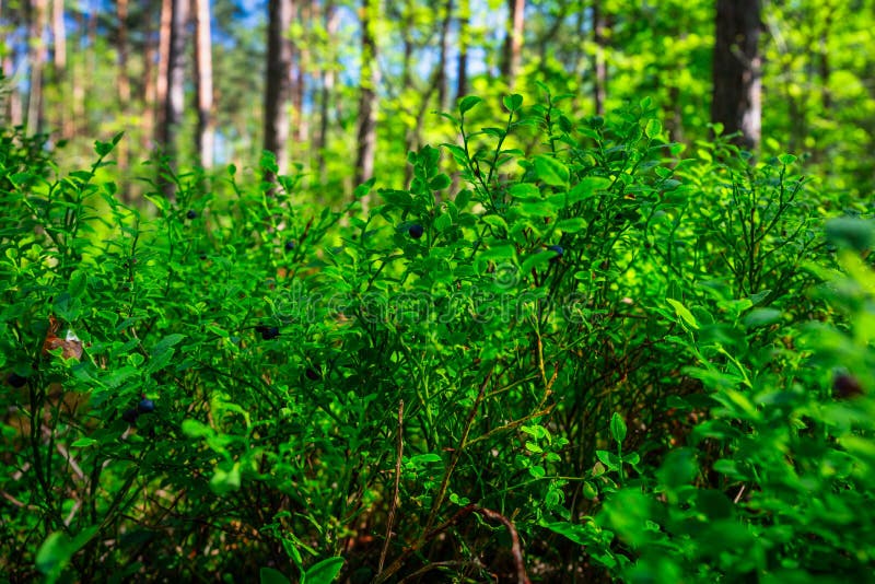Berry Bushes in the Sunny Summer Forest, Poland Stock Photo - Image of ...