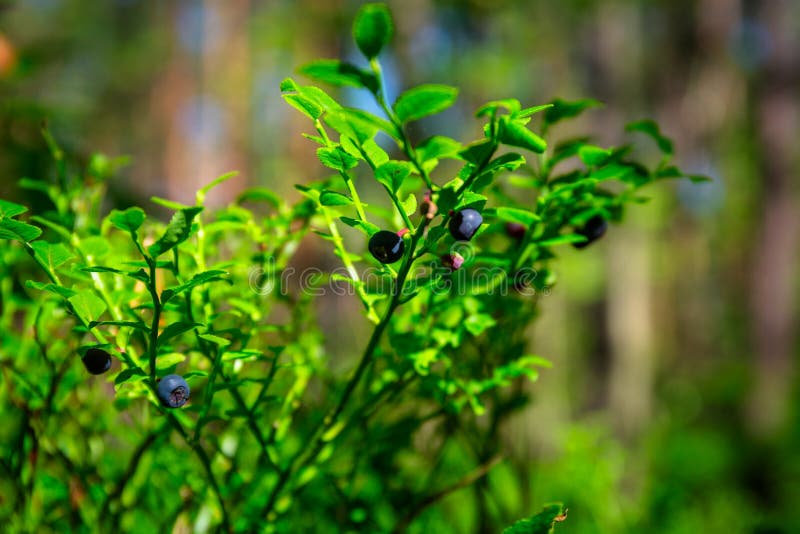 Berry Bushes in the Sunny Summer Forest, Poland Stock Image - Image of ...