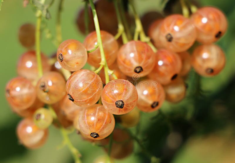 Berry, Close Up, Fruit, Macro Photography Picture. Image: 89913686