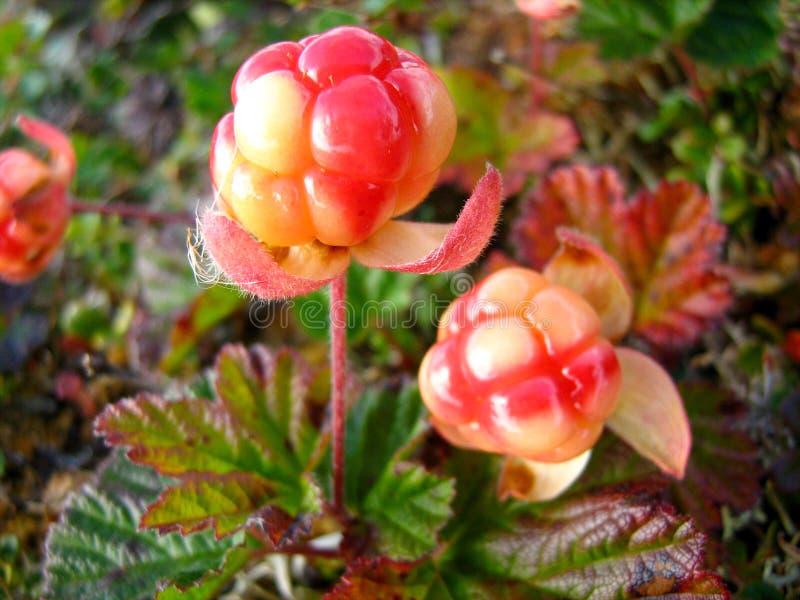 Berry cloudberries stock image. Image of plant, ripe - 83333799